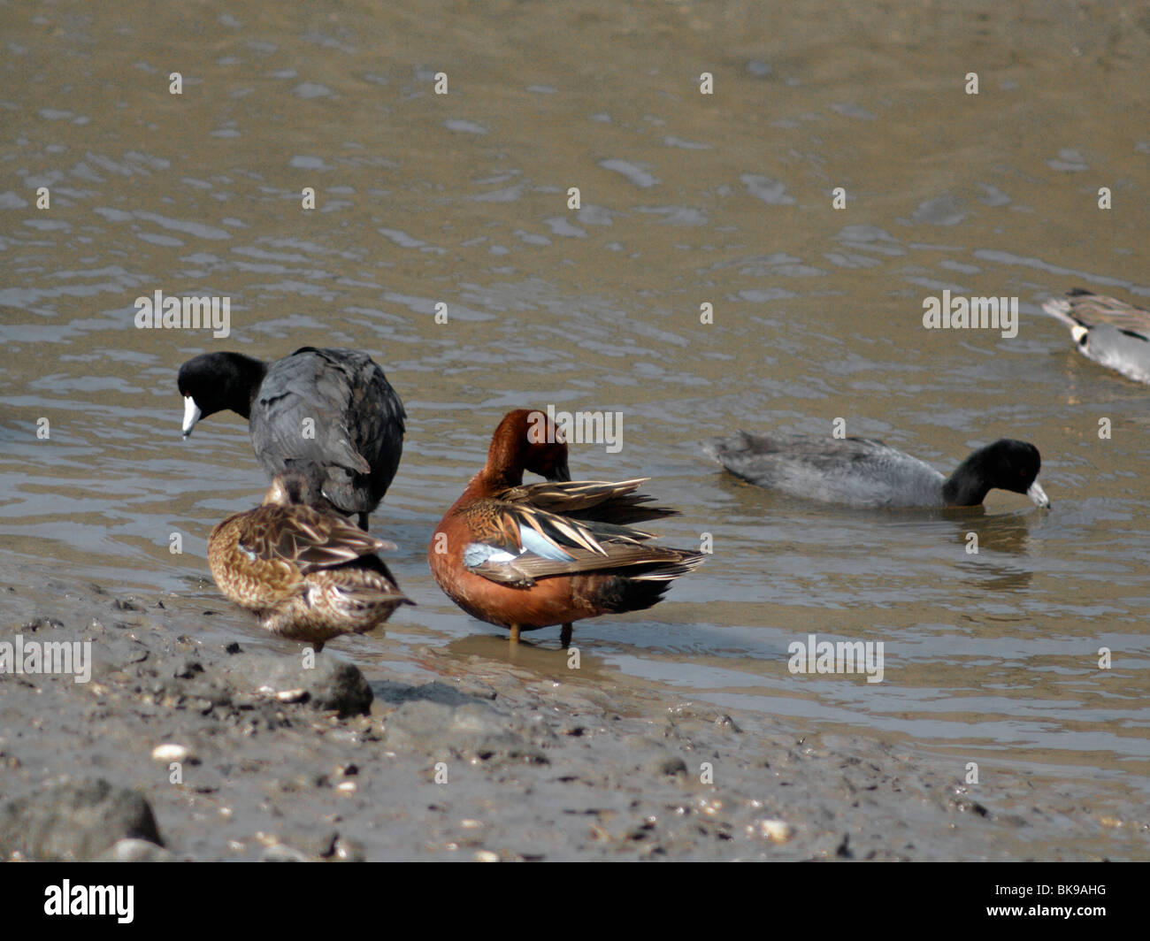 Ducks and coots hi-res stock photography and images - Alamy