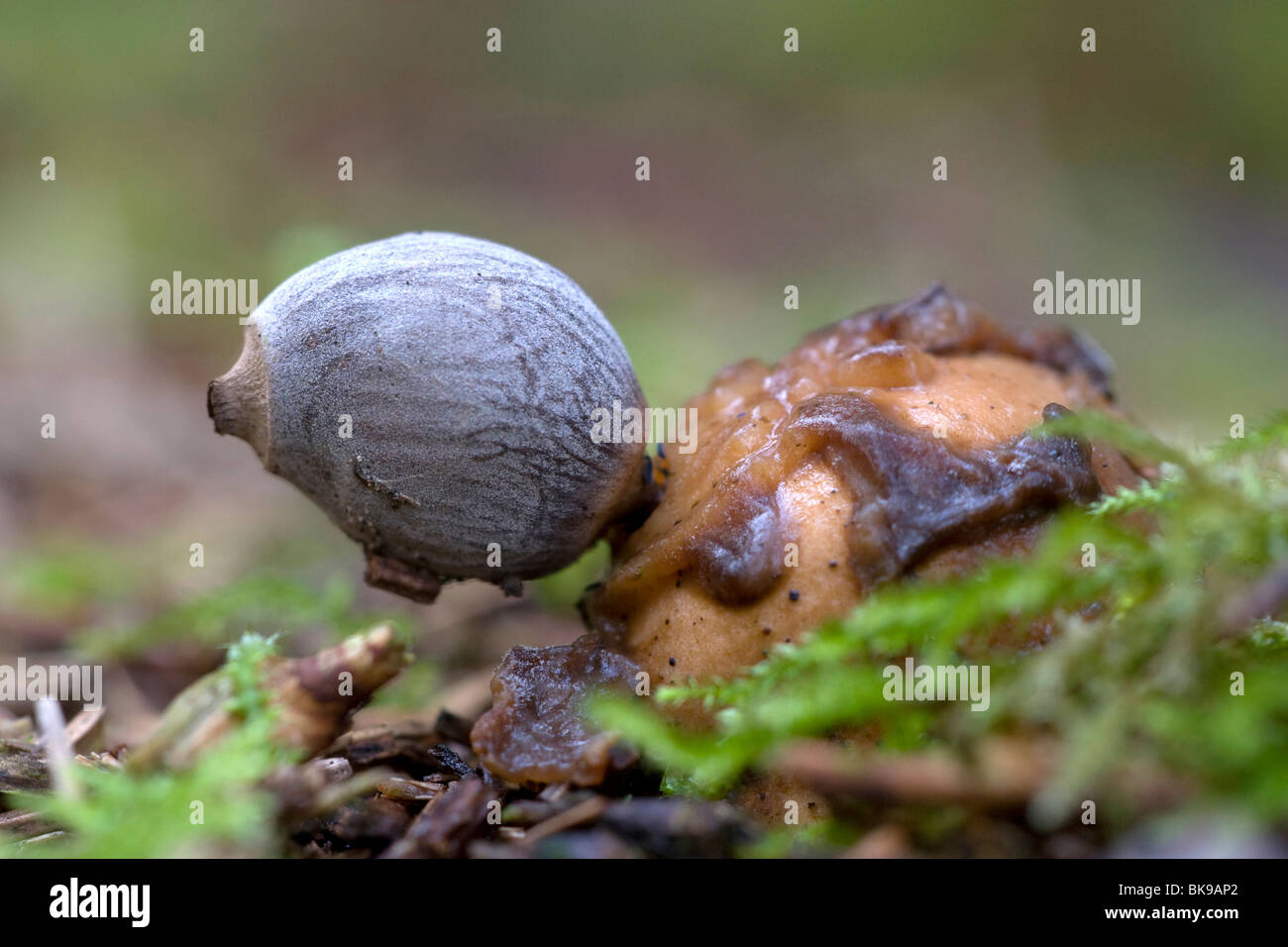 Four footed hi-res stock photography and images - Alamy