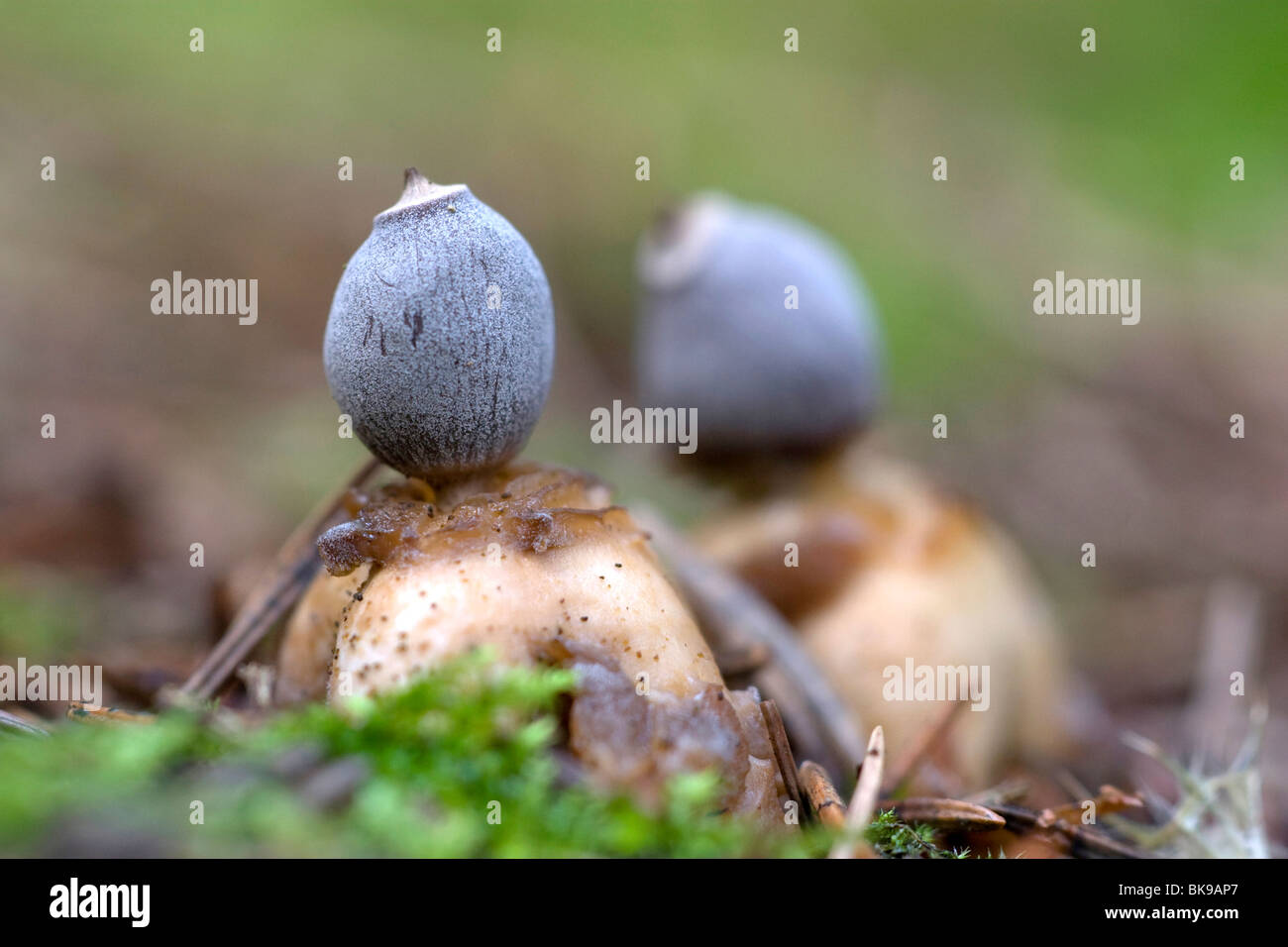 Four footed hi-res stock photography and images - Alamy