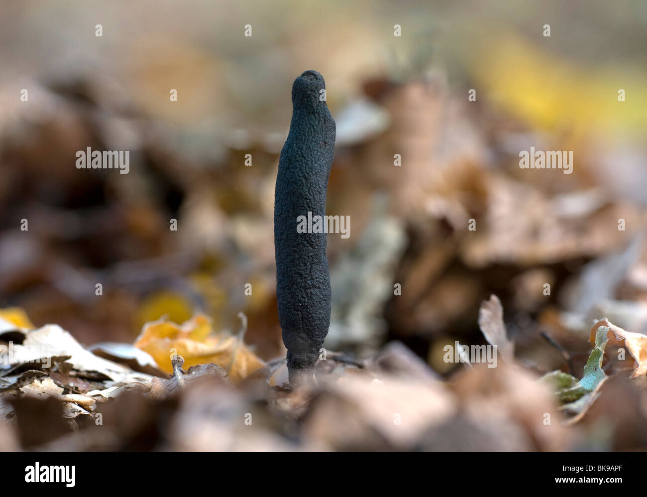 Dead man's fingers mushroom hi-res stock photography and images - Alamy