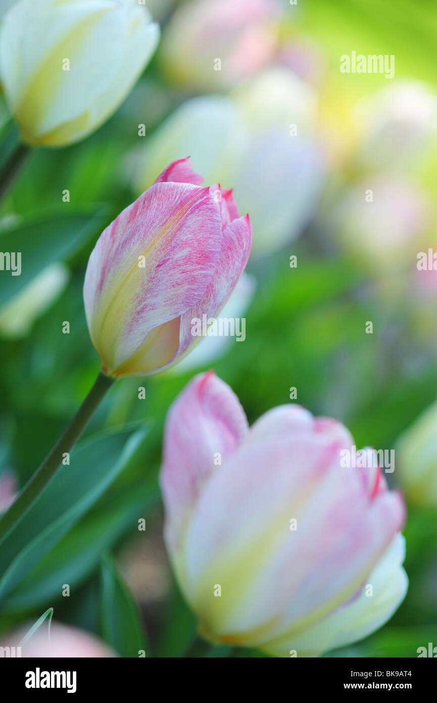Shirley tulip hi-res stock photography and images - Alamy