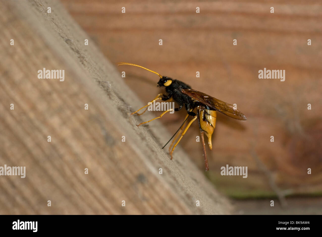 Greater Horntail Wasp Stock Photo - Alamy