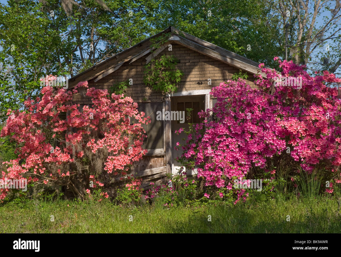 Old abandoned farm house with azalea bushes blooming alongside front ...