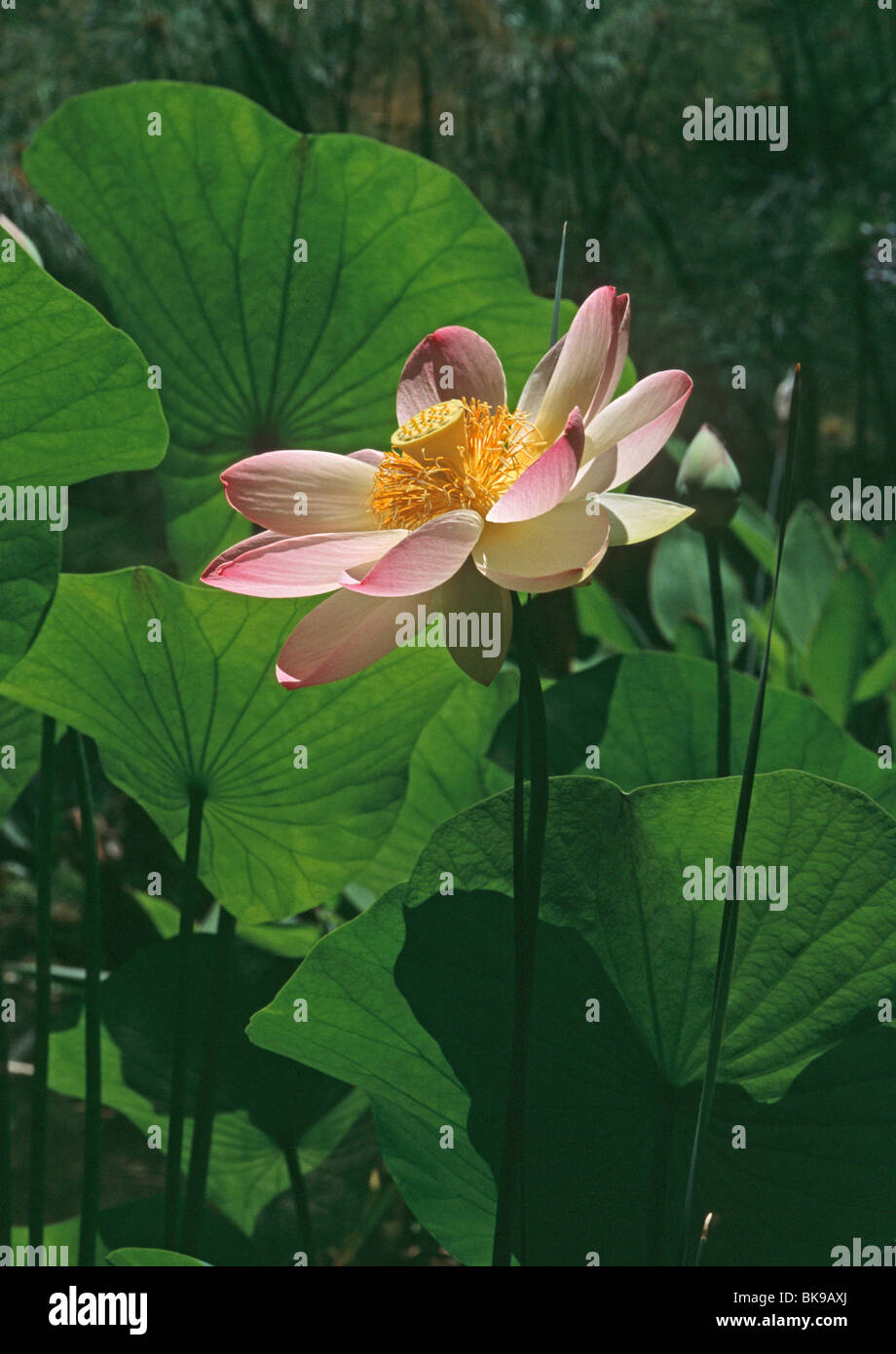 Sacred Lotus Nelumbo nucifera, Nelumbonaceae Stock Photo - Alamy