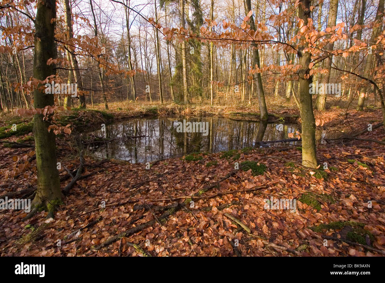 A pond in the forest between the almost bare beech trees of early ...