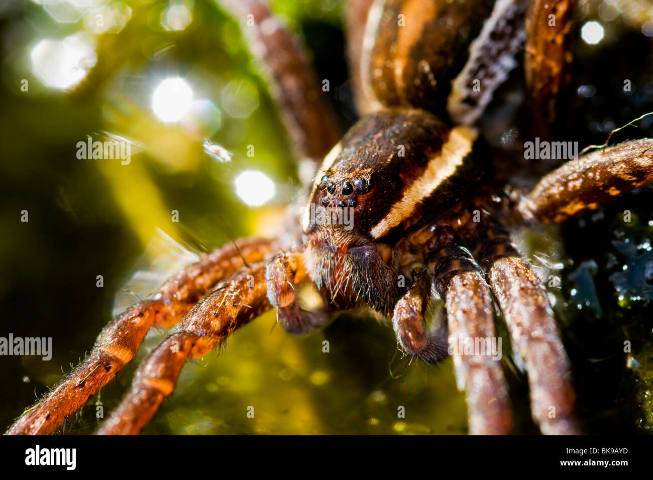 Raft spider hi-res stock photography and images - Alamy