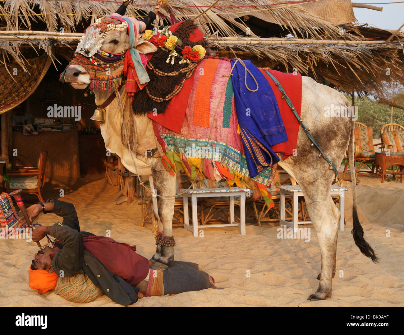 Dancing cow hi-res stock photography and images - Alamy
