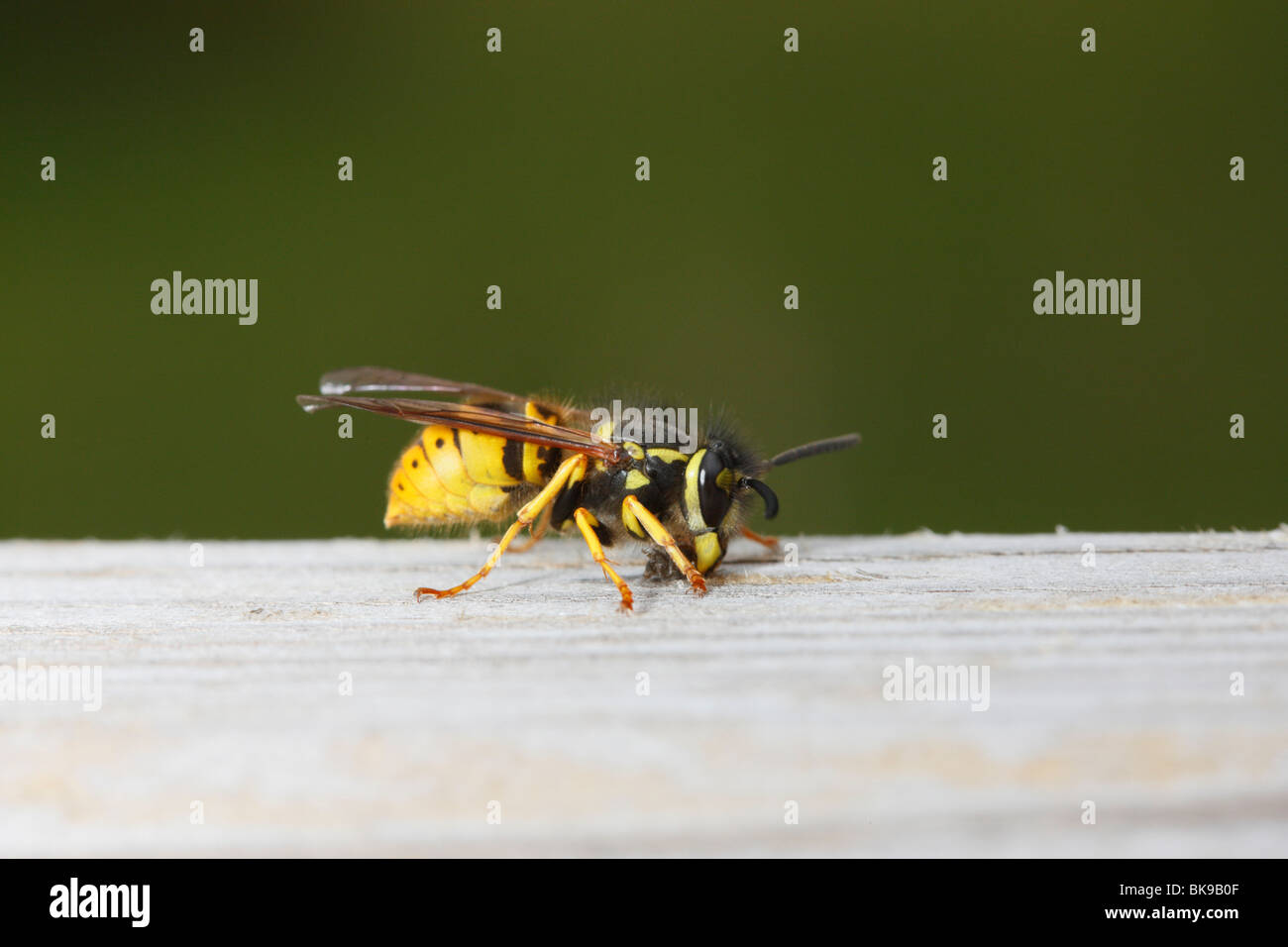 Common Wasp chewing 0n handrail for nesting material Stock Photo - Alamy