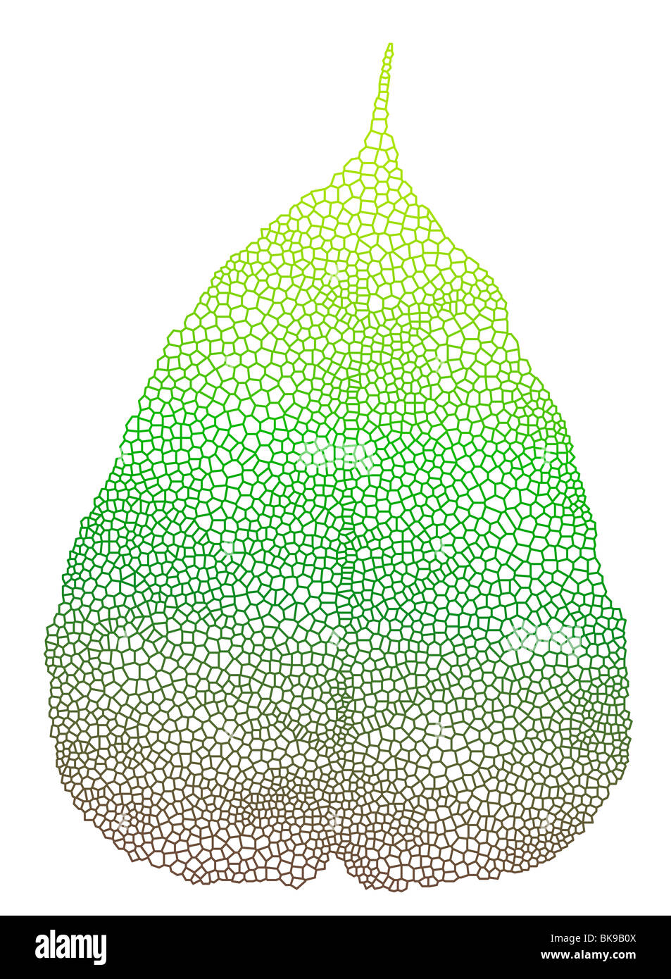 Leaf venation pattern Cut Out Stock Images & Pictures - Alamy