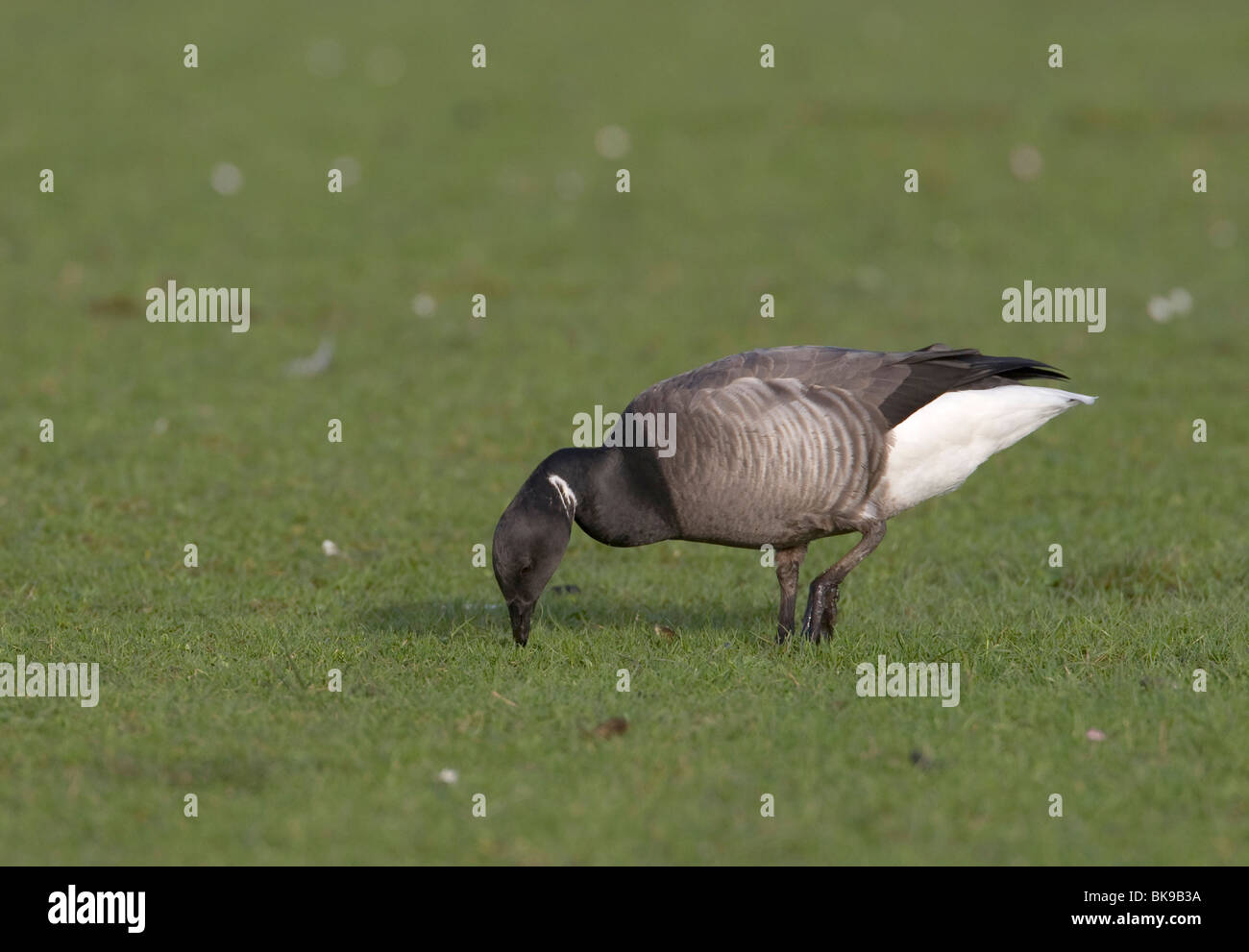 Brant gans hi-res stock photography and images - Alamy