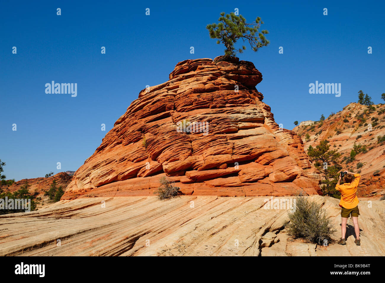 Rock with tree growing hi-res stock photography and images - Alamy