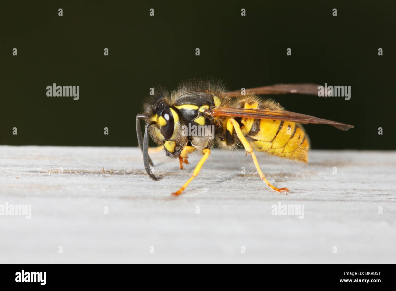 Chewing insects hi-res stock photography and images - Alamy