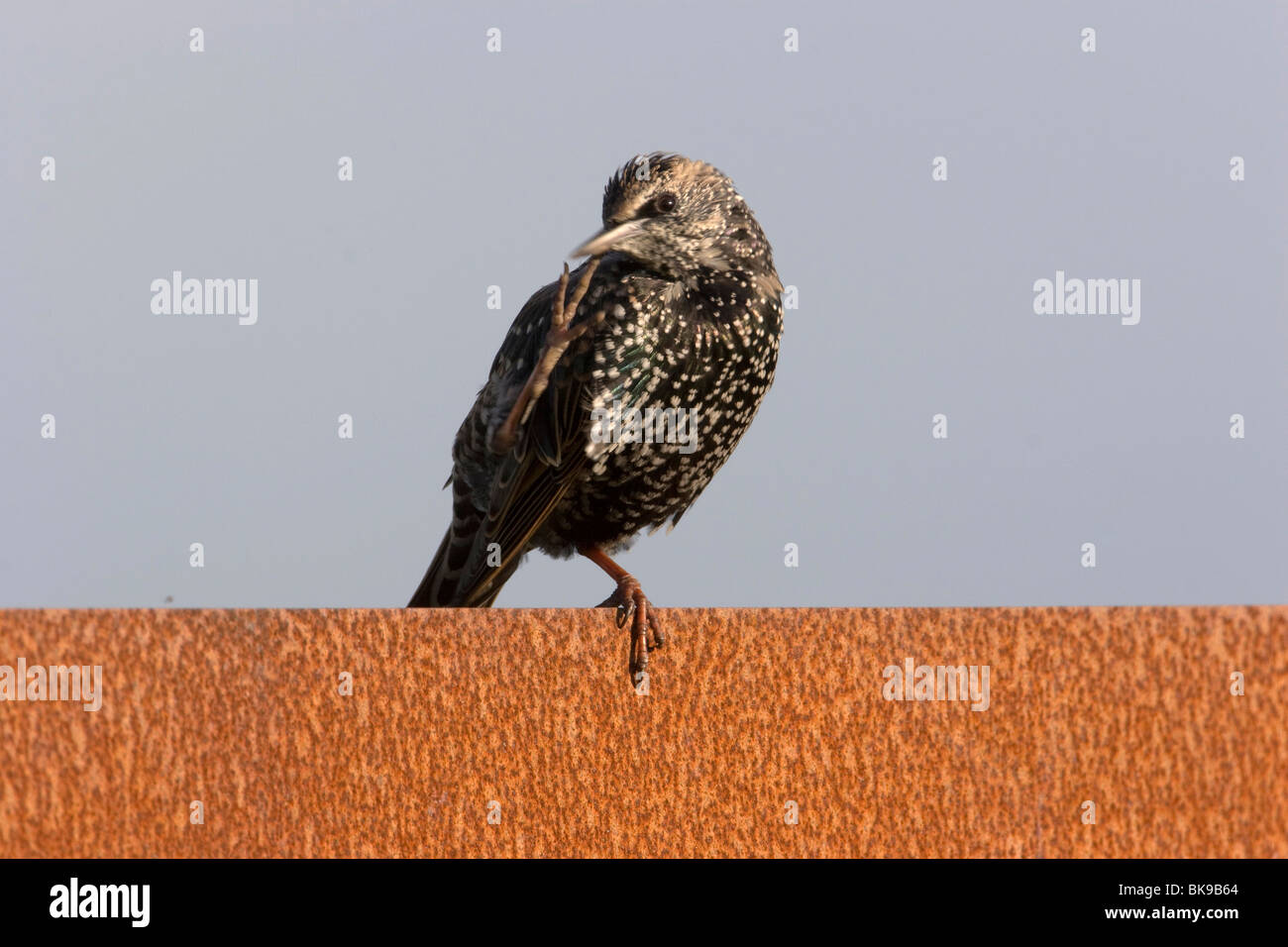 Spreeuw; Starling; Sturnus vulgaris Stock Photo - Alamy