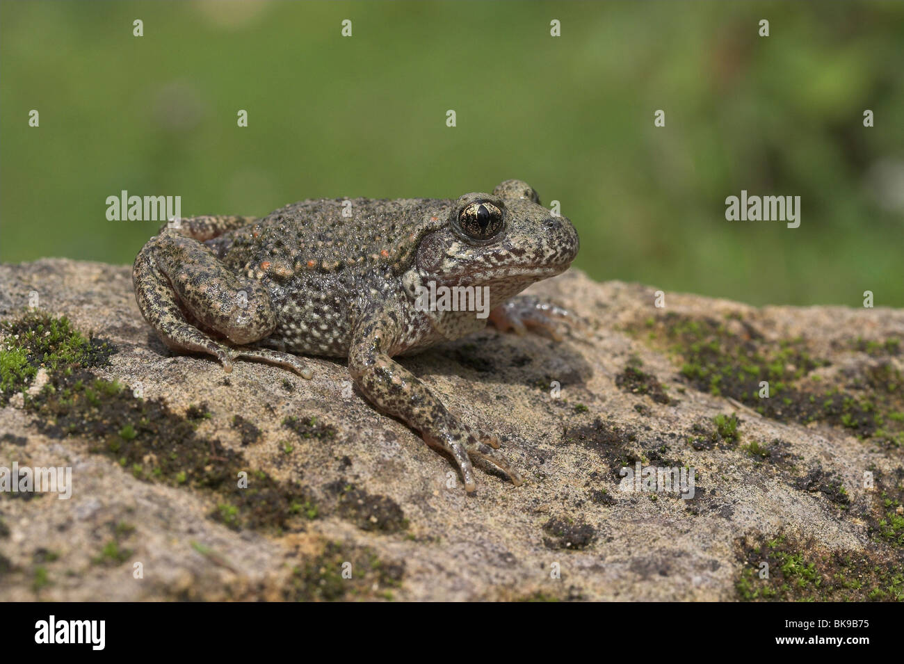 Midwife Toad side view Stock Photo - Alamy
