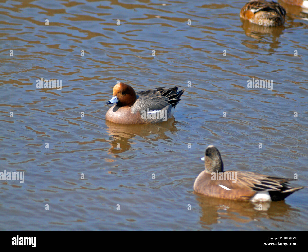Ducks. European widgeon Stock Photo - Alamy