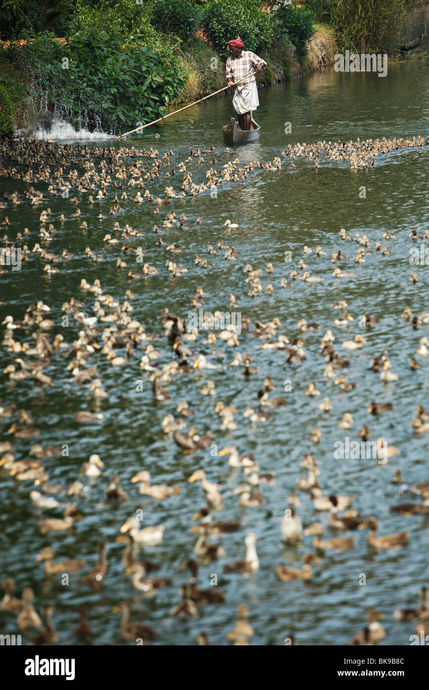 Man herding ducks in a canal in Backwaters of Kerala, India Stock Photo ...