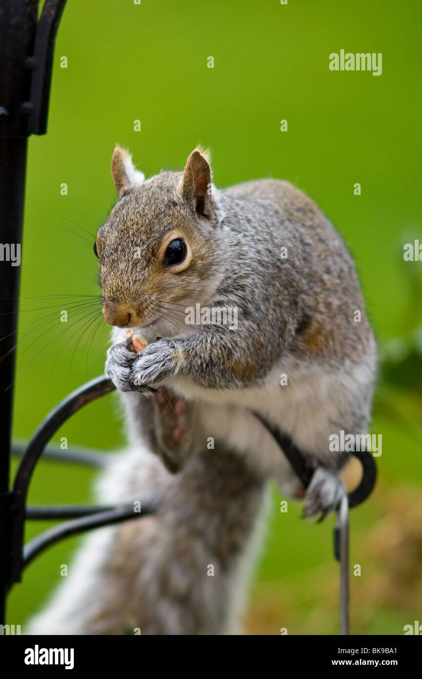 Balancing squirrel hi-res stock photography and images - Alamy