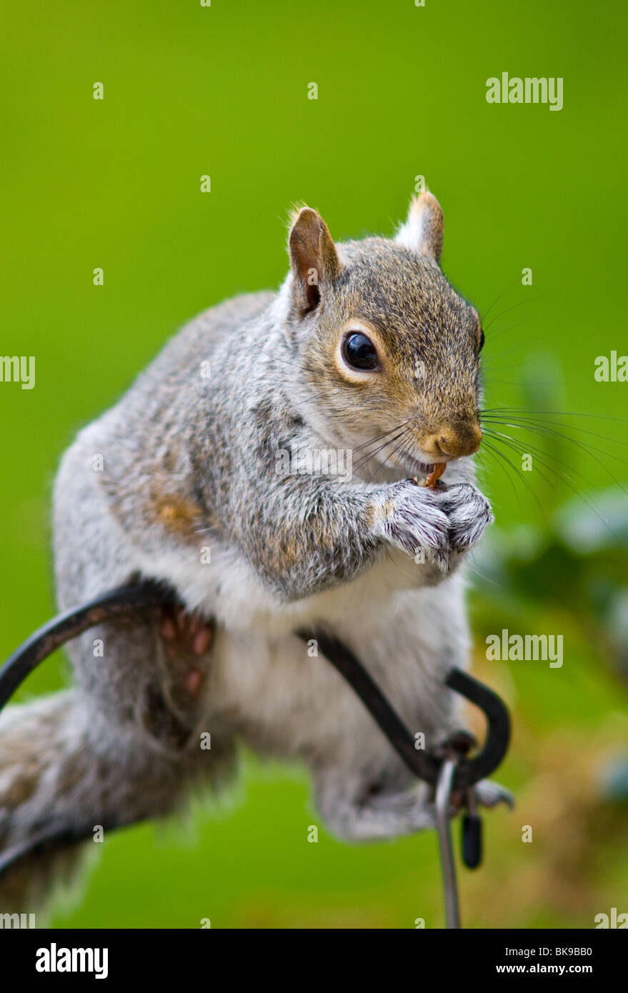 Balancing squirrel hi-res stock photography and images - Alamy