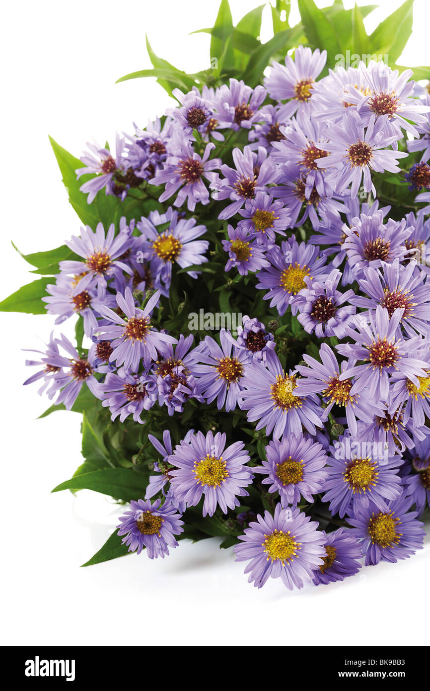 New York Aster (Aster novi-belgii Stock Photo - Alamy