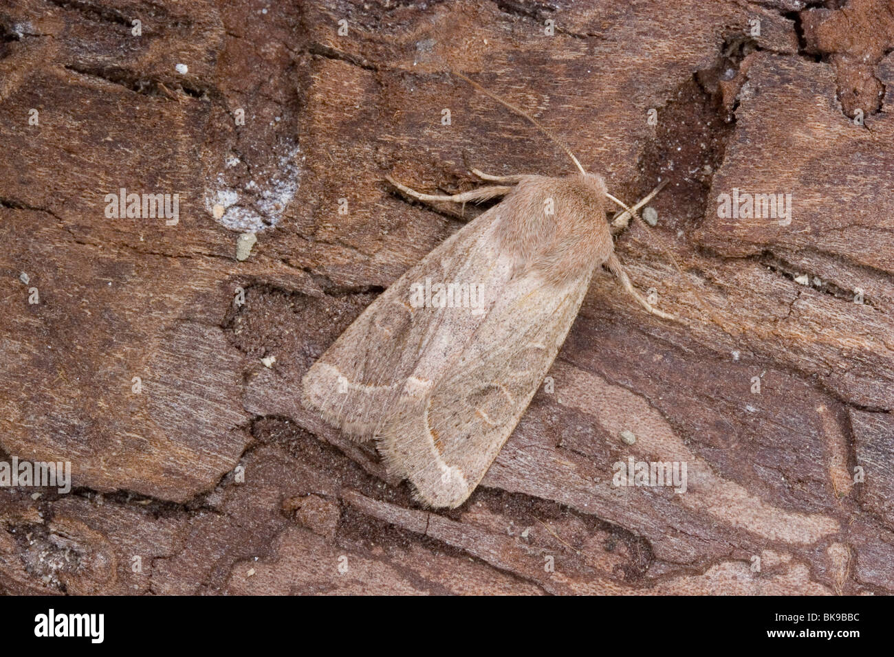 Common quaker moth hi-res stock photography and images - Alamy