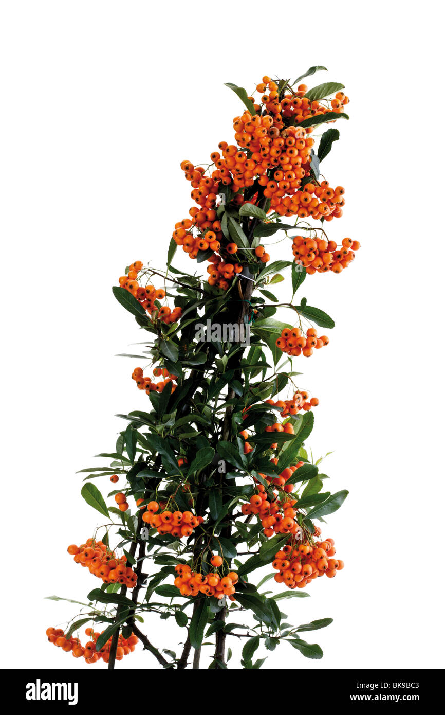 Berries of the firethorn (Pyracantha Stock Photo - Alamy