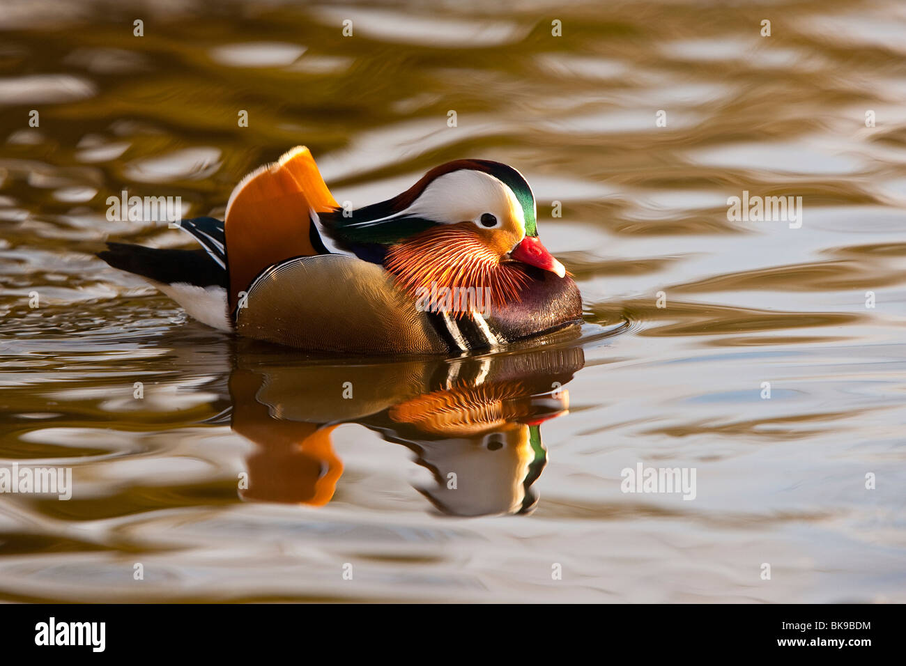 Baby mandarin duck hi-res stock photography and images - Alamy