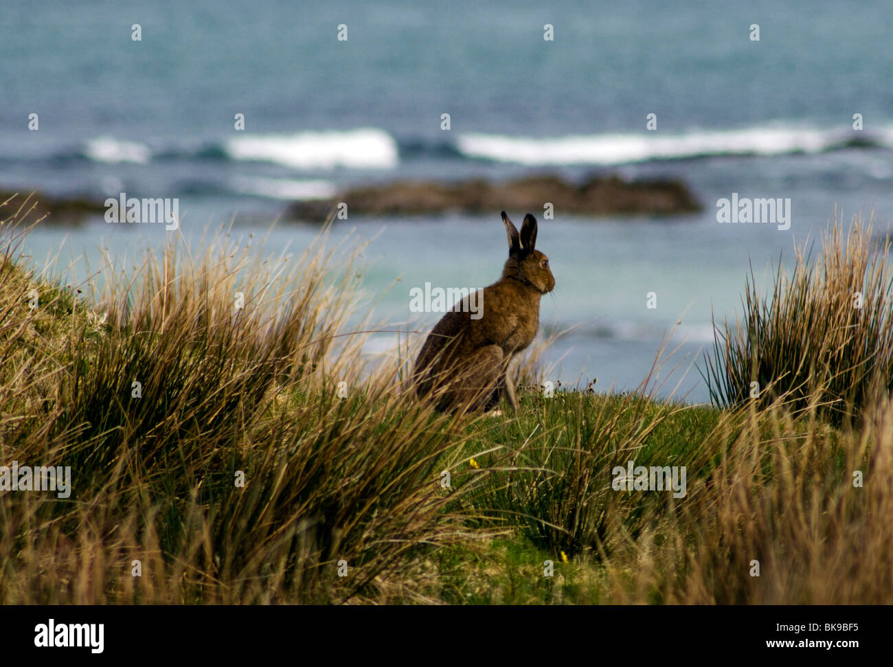 A hare looks out over the ocean Stock Photo - Alamy
