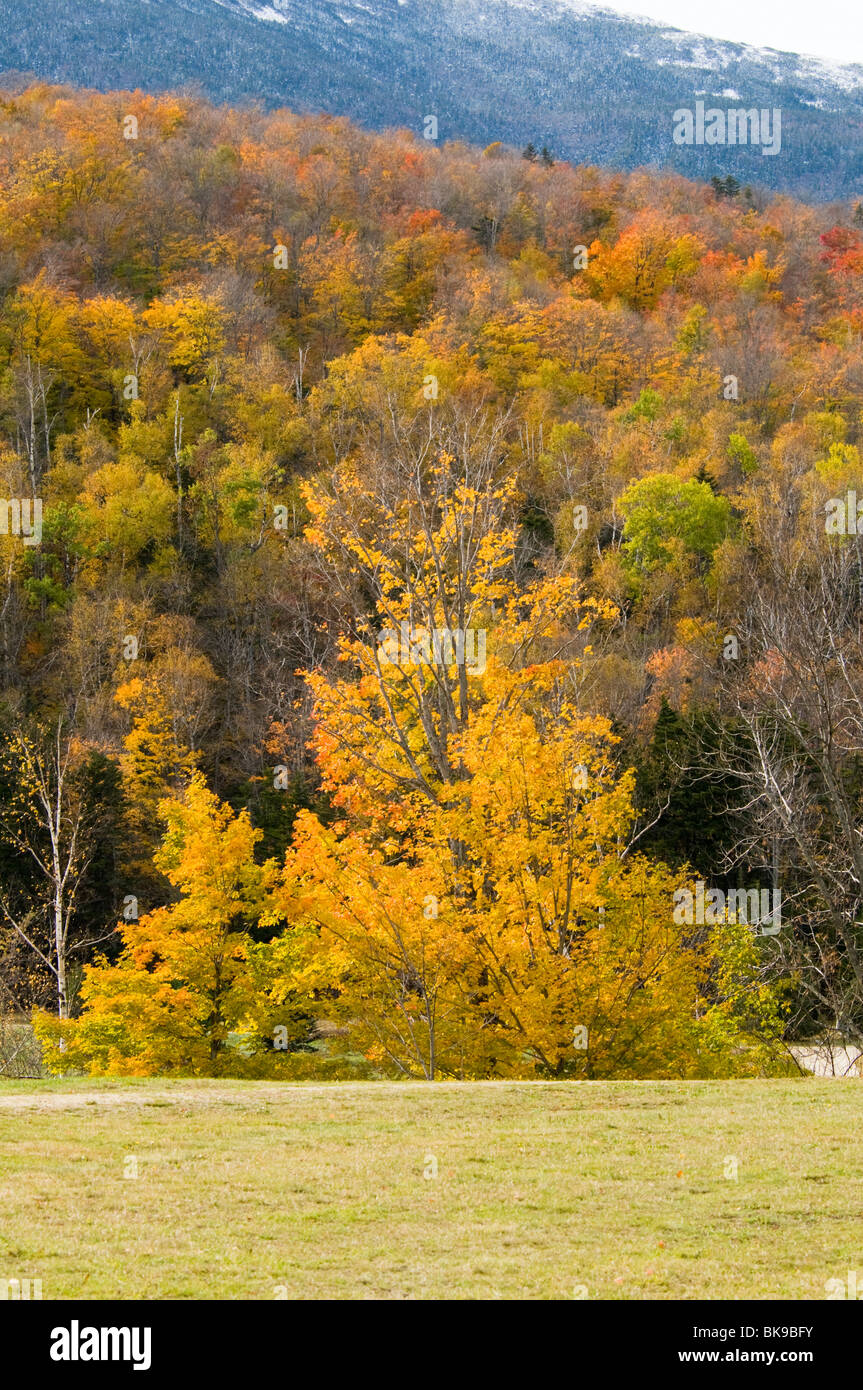 Autumn Foliage,Mount Washington,White Mountain National Forest,First ...
