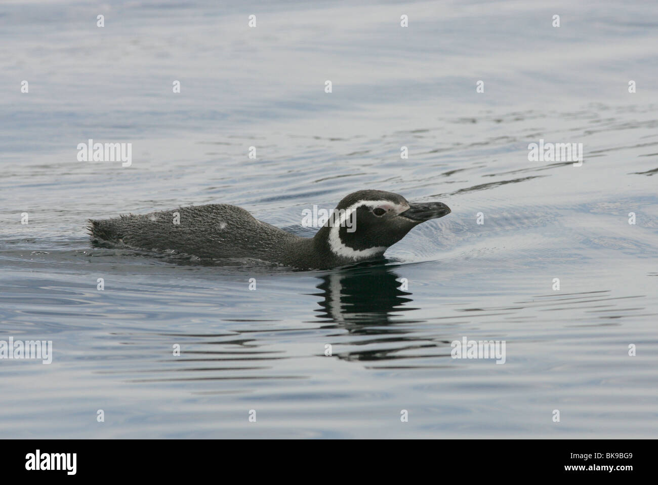 Juvenile penguin swim hi-res stock photography and images - Alamy