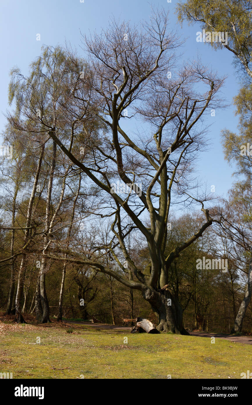 A mature, pollarded common beech tree (Fagus sylvatica) in Epping ...