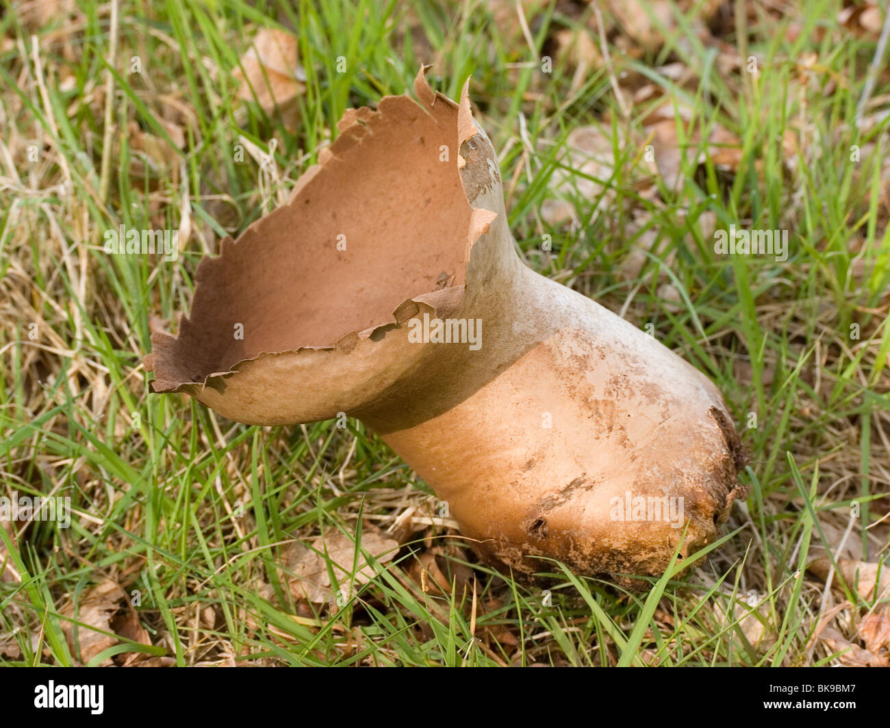 Fruiting body of a puffball hi-res stock photography and images - Alamy