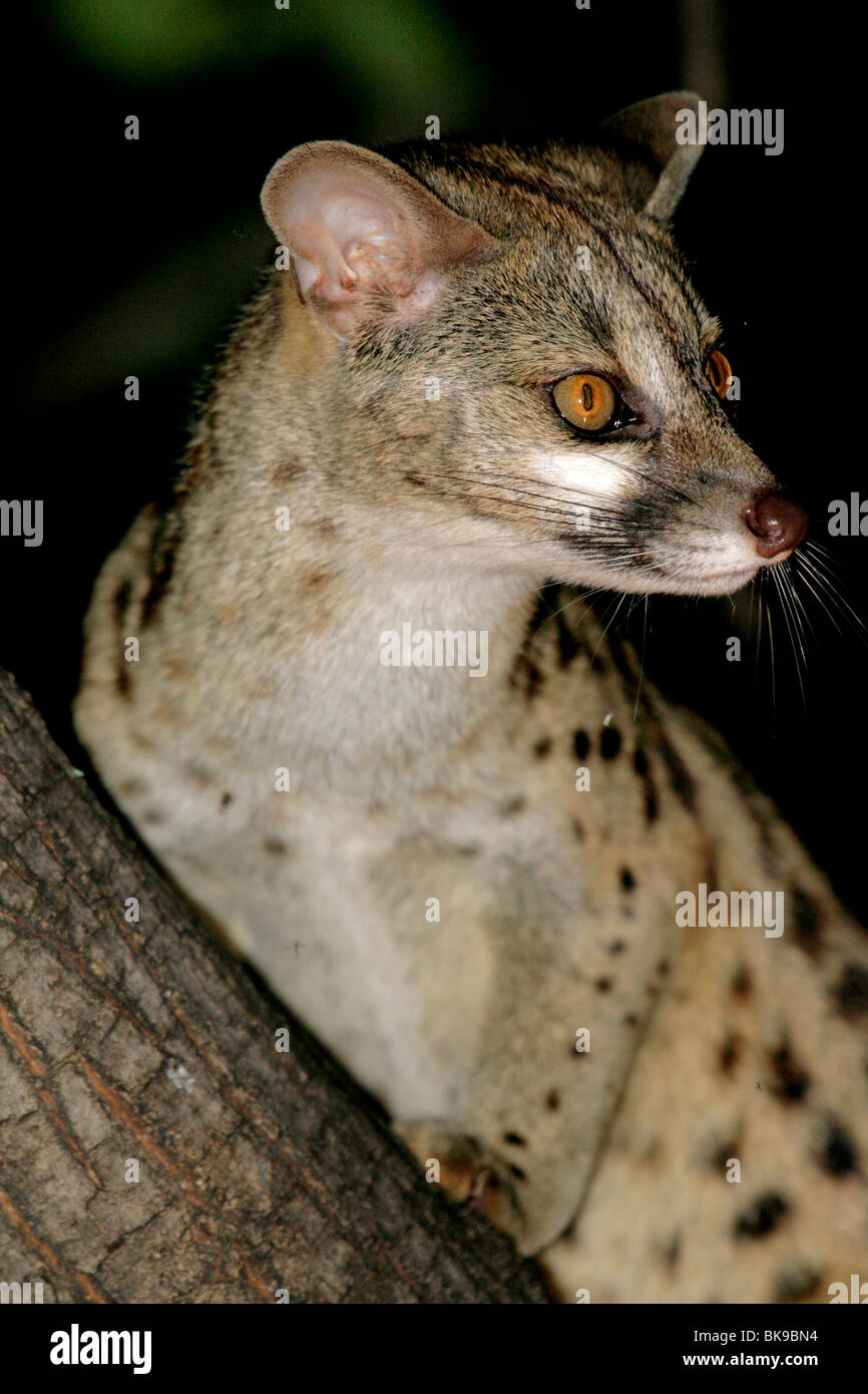 Large spotted genet in tree - Botswana Stock Photo - Alamy