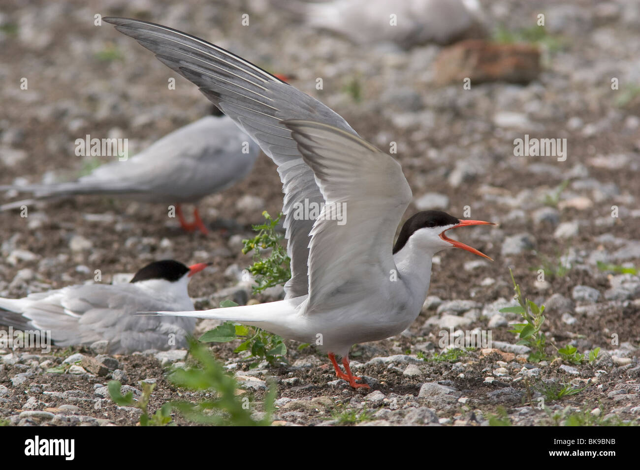 Alarming Common Tern with its wings spread in a breeding colony Stock ...