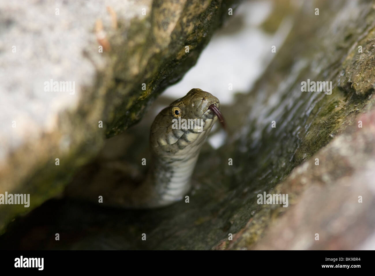 Venomous European Snake High Resolution Stock Photography and Images ...