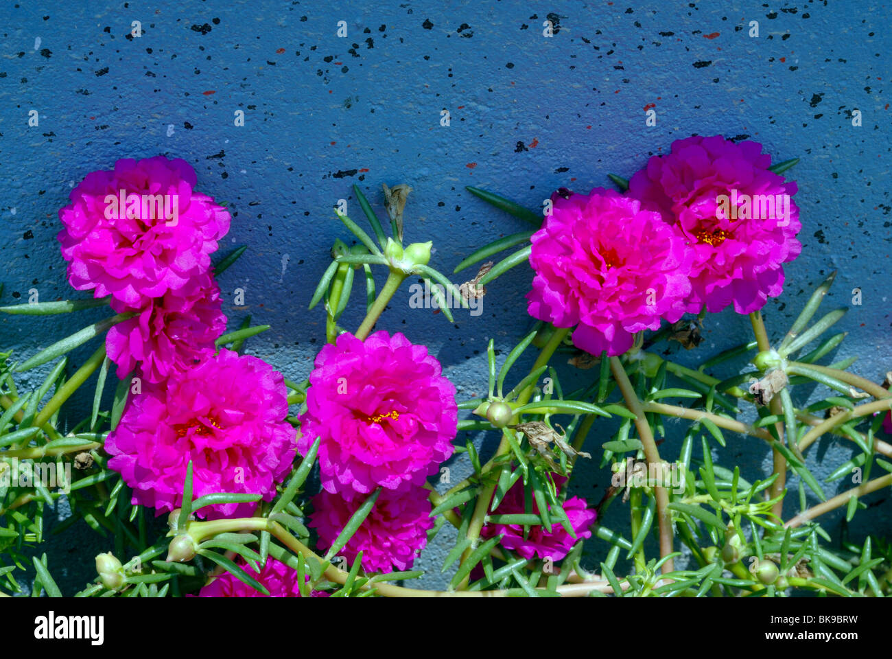 Small rose hi-res stock photography and images - Alamy