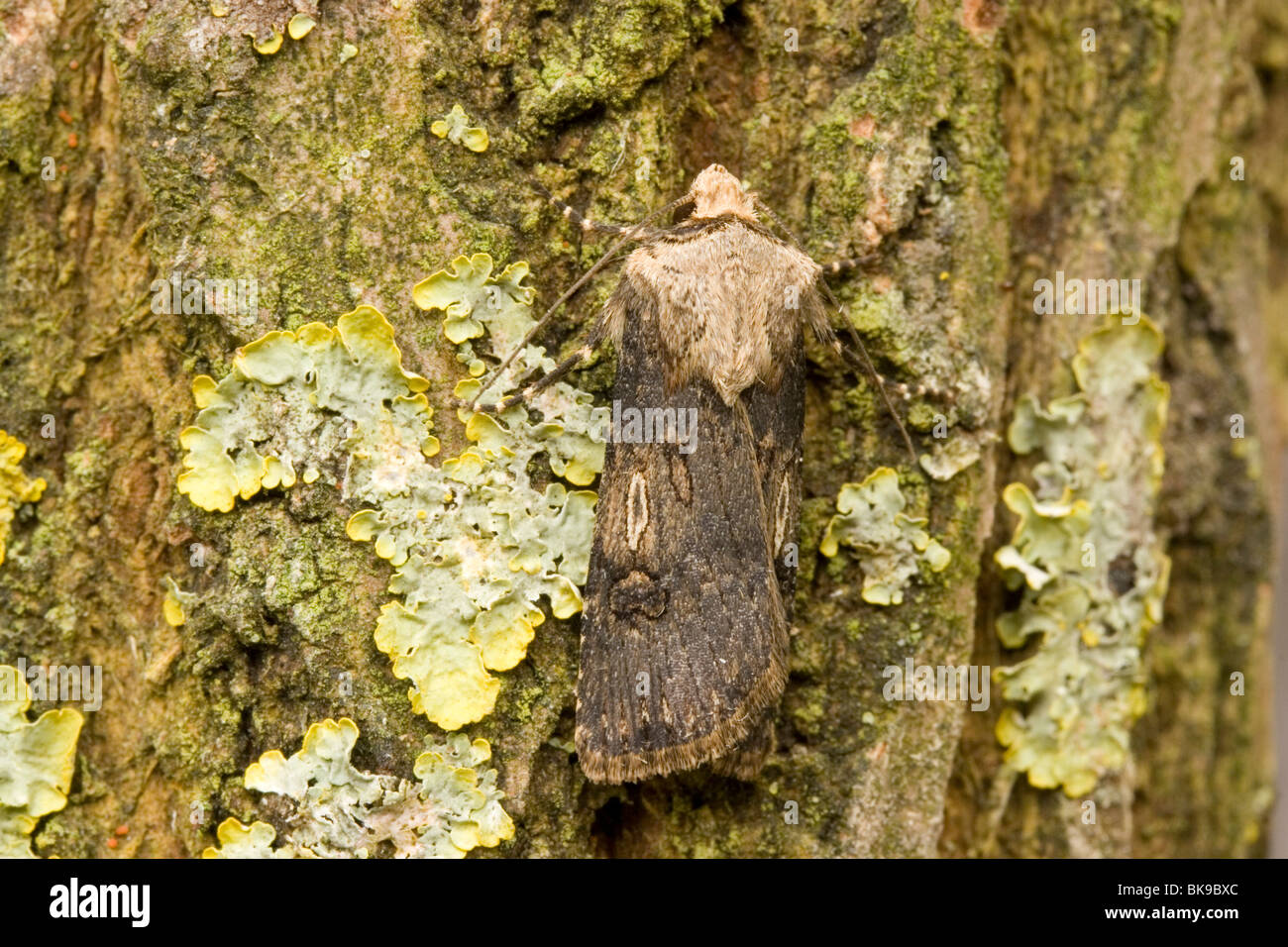 Shuttle shaped dart hi-res stock photography and images - Alamy
