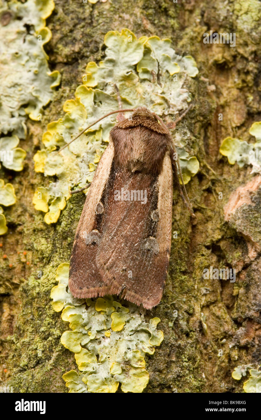 Flame shoulder ochropleura plecta hi-res stock photography and images ...