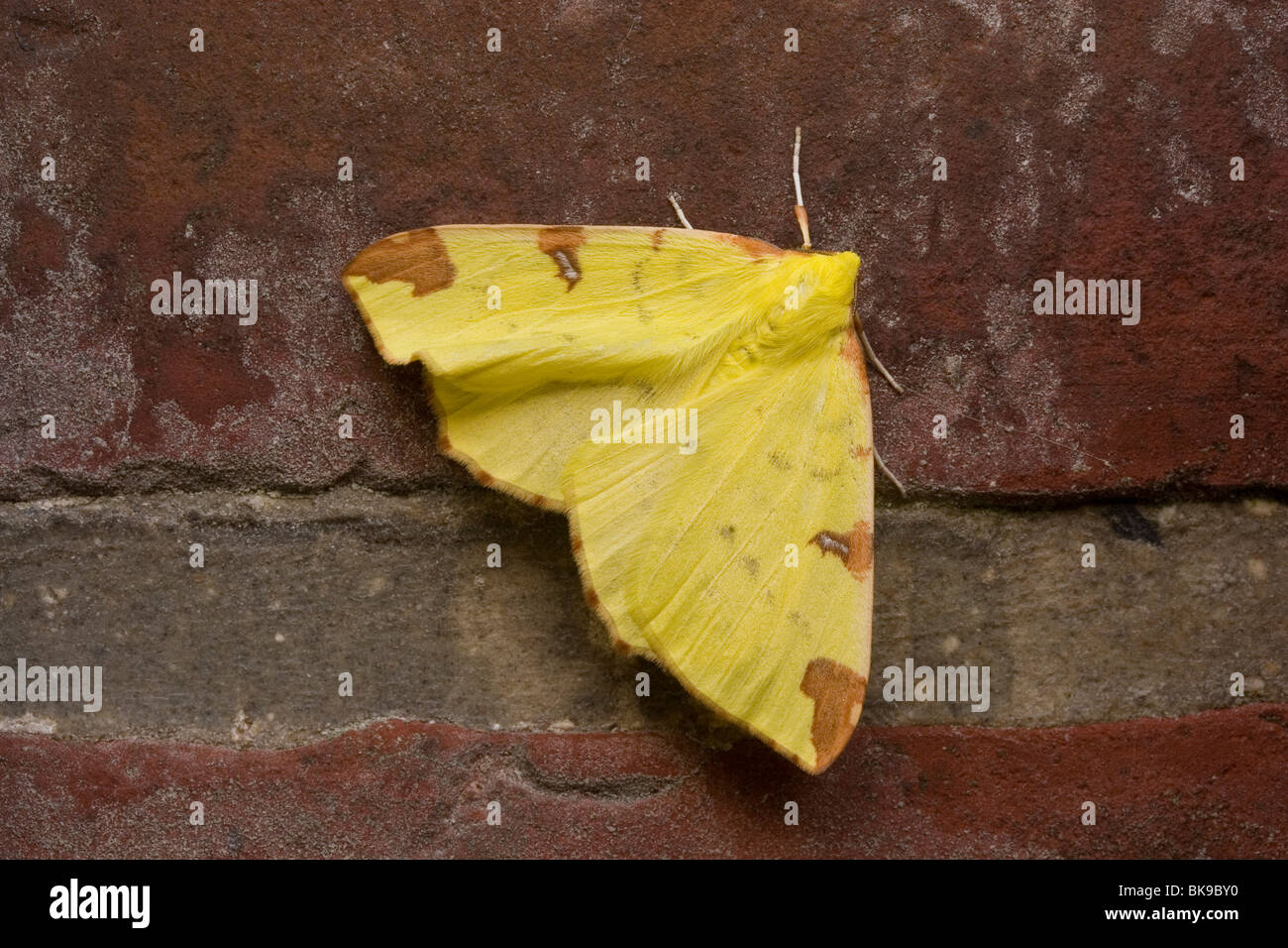 A Brimstone Moth (Opisthograptis luteolata) resting on a brick wall ...