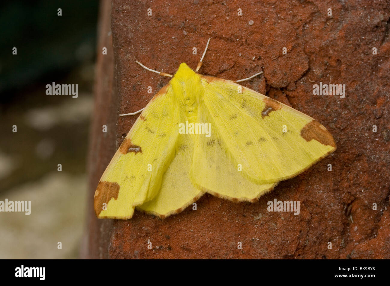 Brick moth hi-res stock photography and images - Alamy