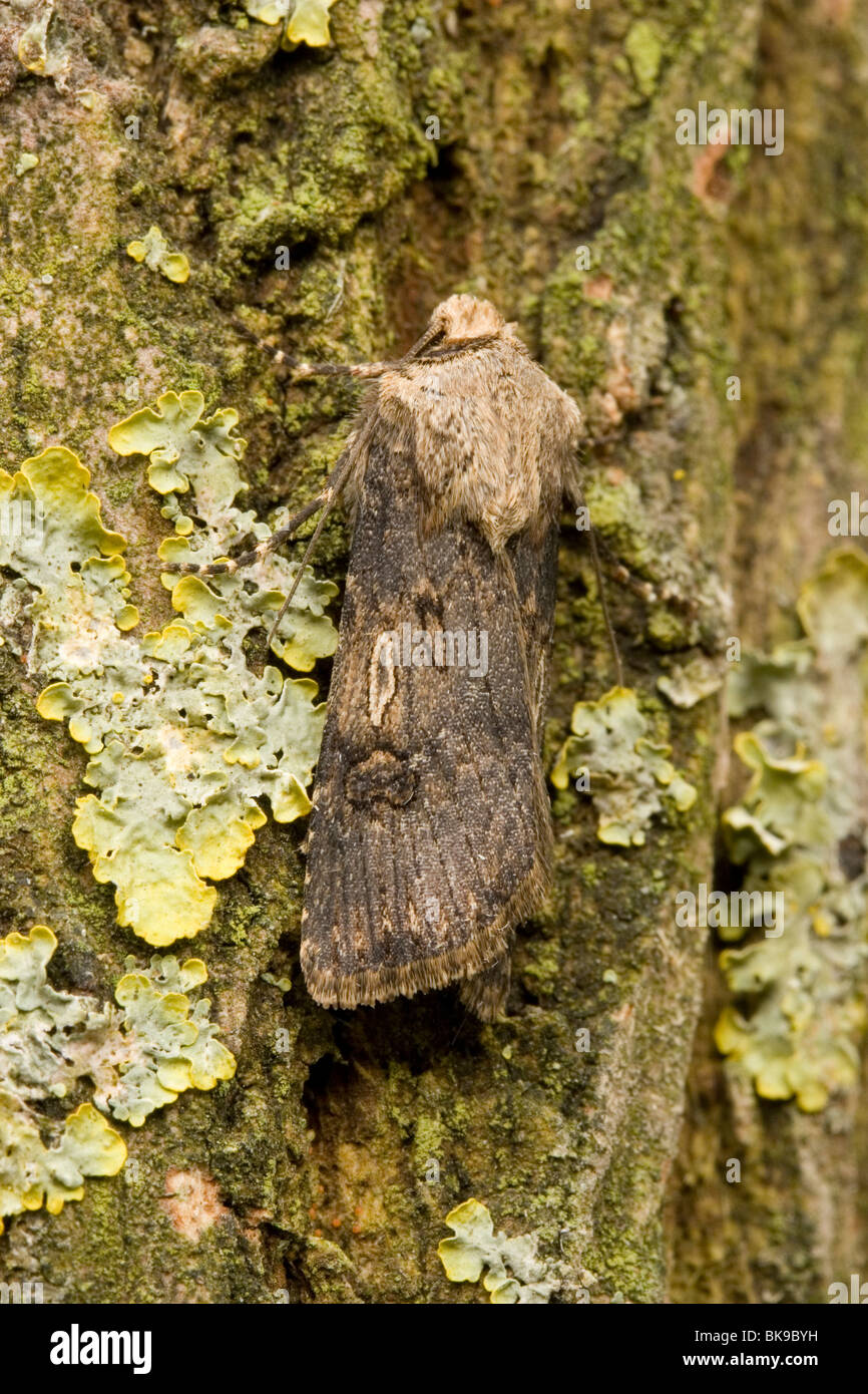 Shuttle shaped dart hi-res stock photography and images - Alamy