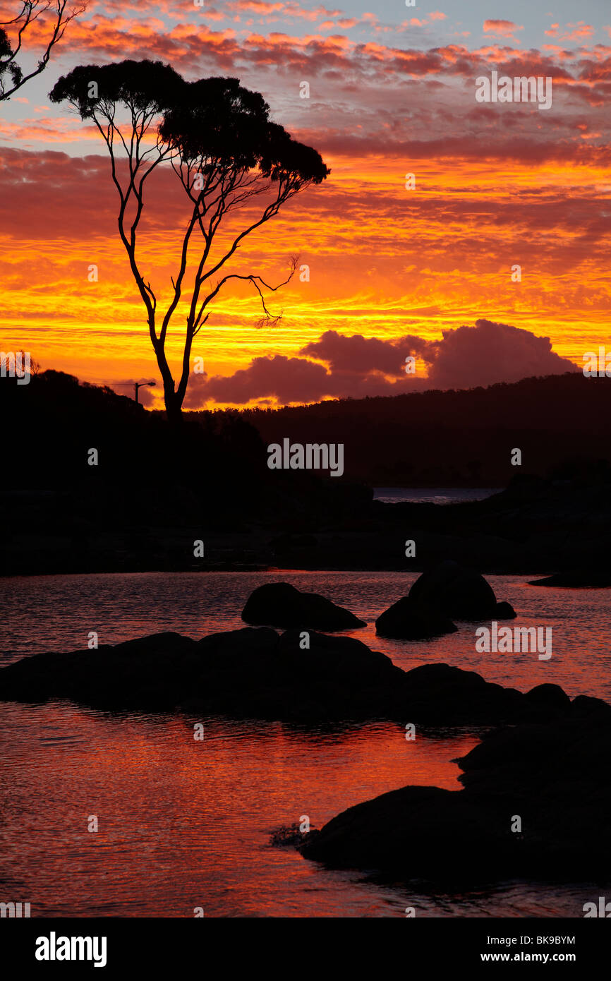 Sunset and gum tree hi-res stock photography and images - Alamy