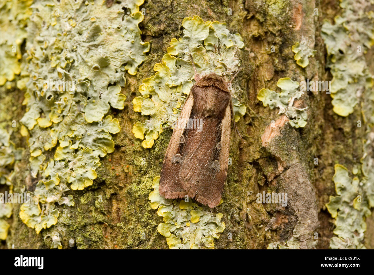 Shuttle shaped dart hi-res stock photography and images - Alamy