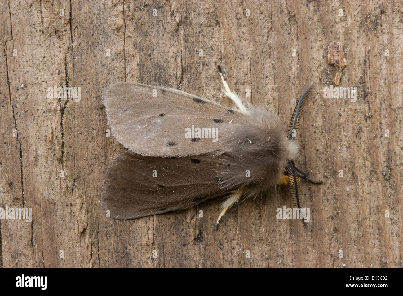 Male Muslin Moth (Diaphora mendica) resting on brown wooden surface ...