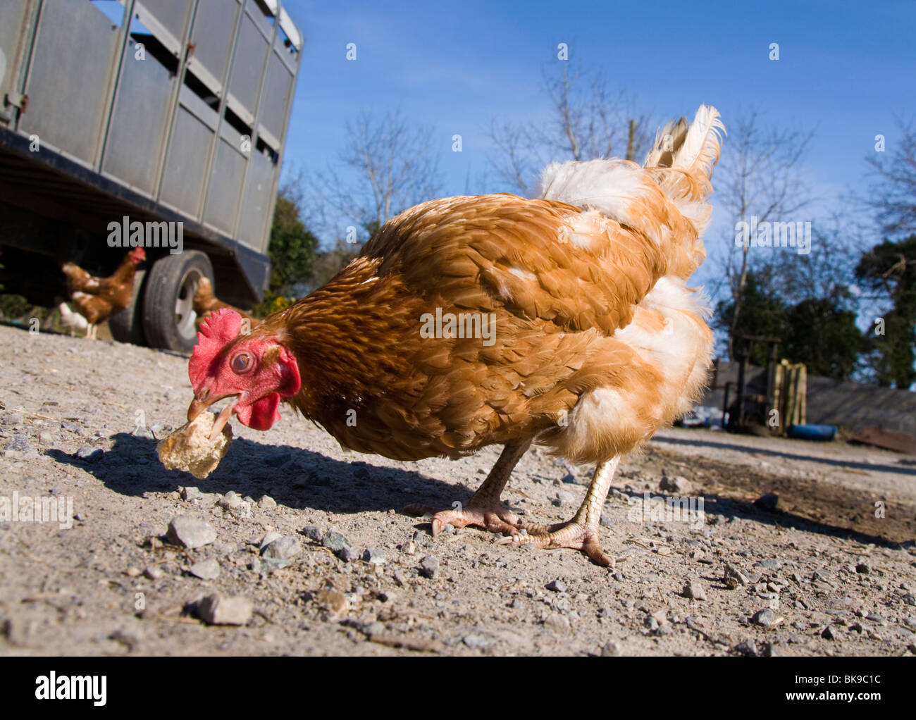 Free range chicken eating stale bread Stock Photo - Alamy