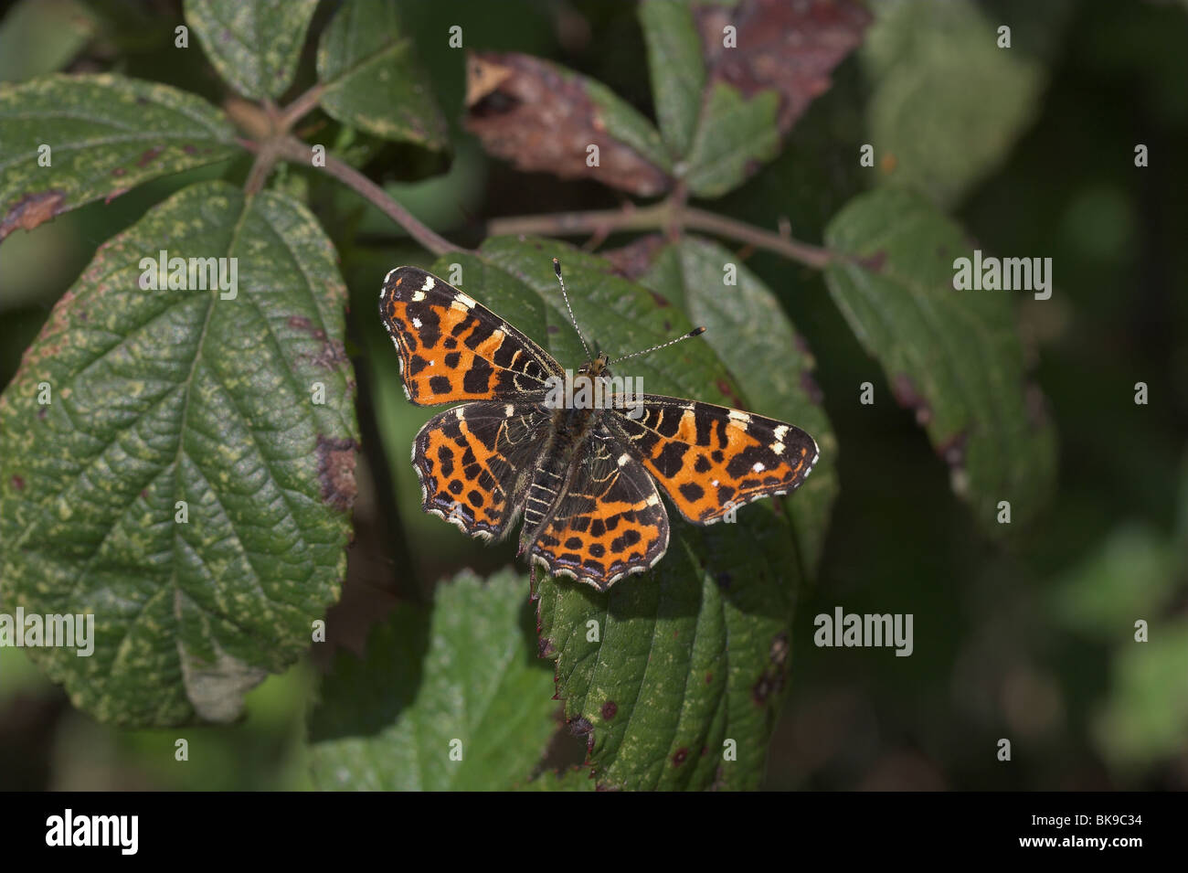 Map of drenthe hi-res stock photography and images - Alamy