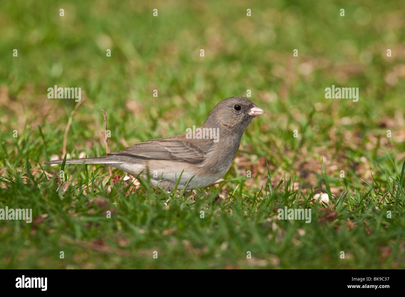 Female slate colored Dark-eyed Junco foraging in grass Stock Photo - Alamy