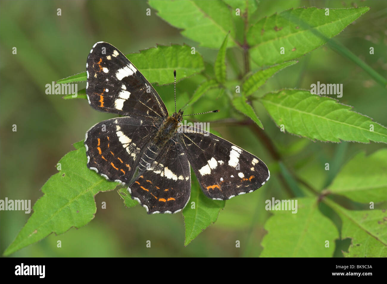Map Butterfly upperwing view Stock Photo - Alamy