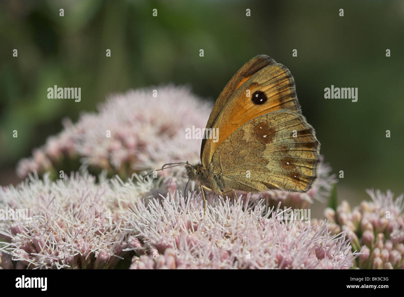 Hedge Brown underwing view Stock Photo - Alamy