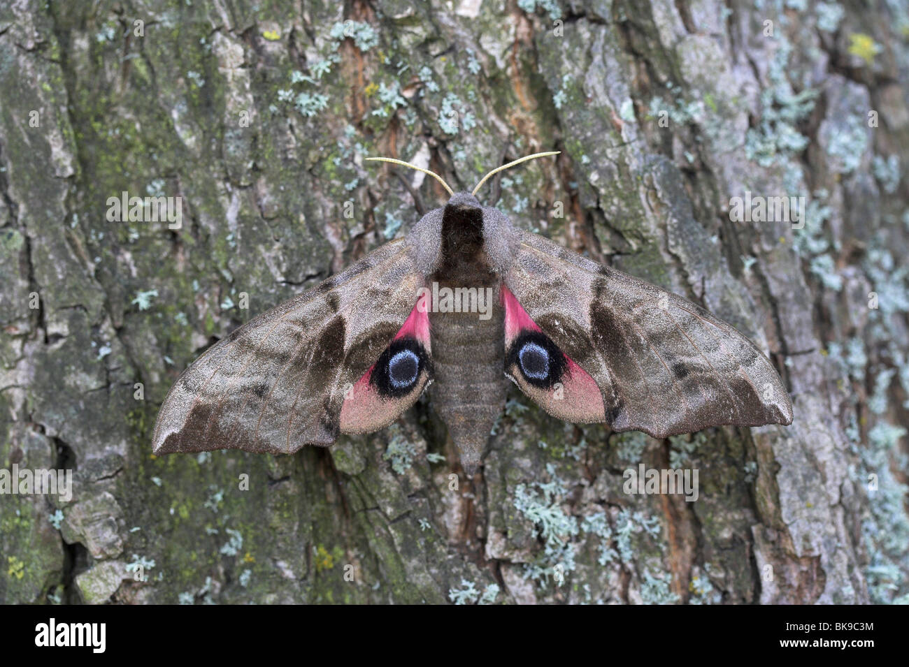 Eyed Hawk-moth upperwing view Stock Photo - Alamy