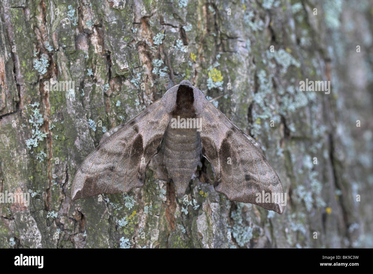 Eyed Hawk-moth upperwing view Stock Photo - Alamy